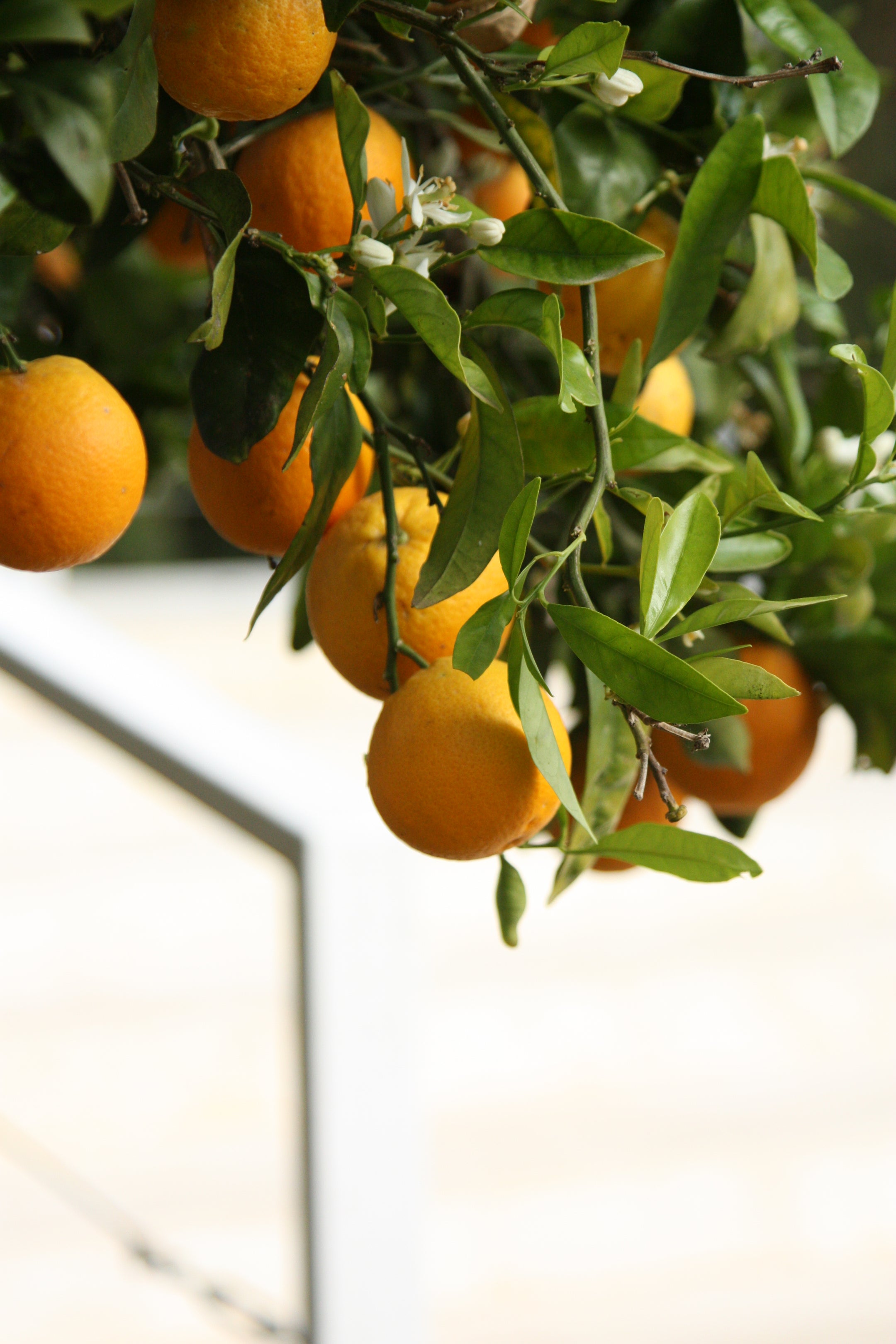 Jouw ritueel – Indigo Cosmetics